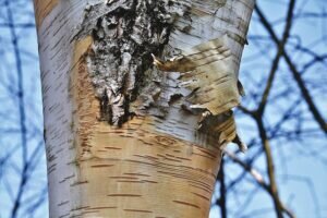 Birch pollen allergy: triggers, symptoms & treatment